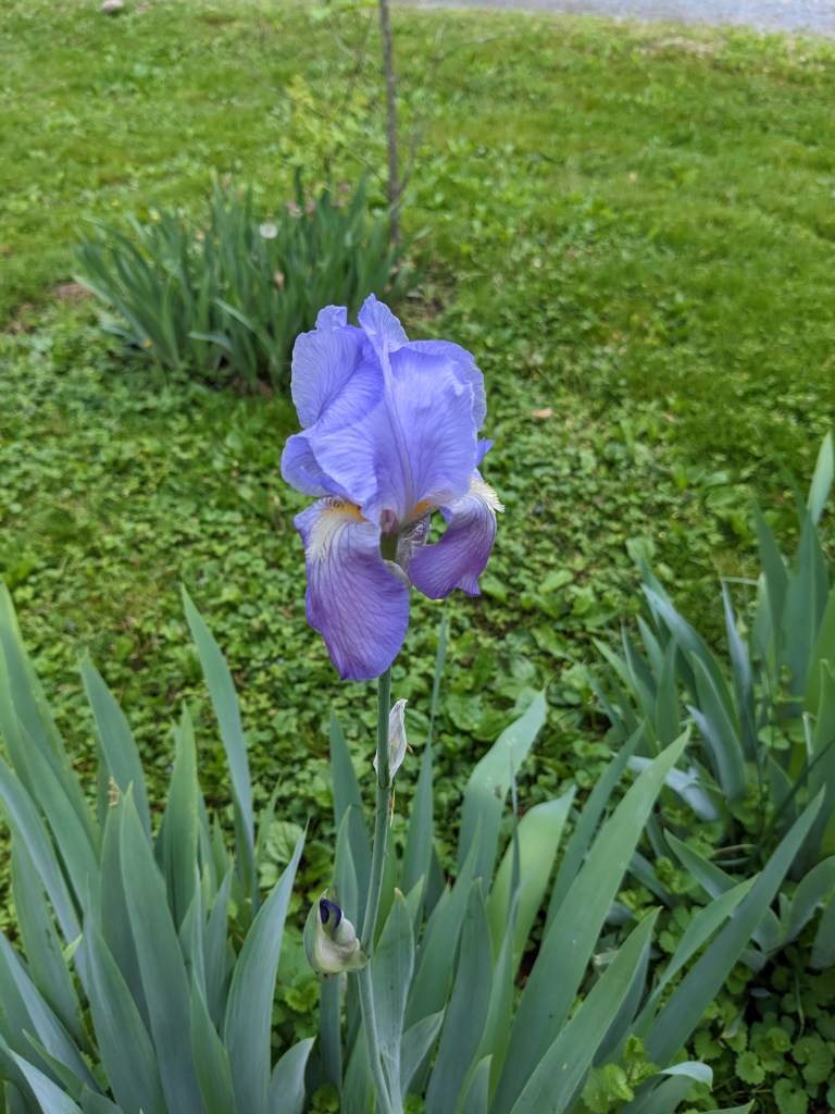 Irises for your iris | Apothecary Shed